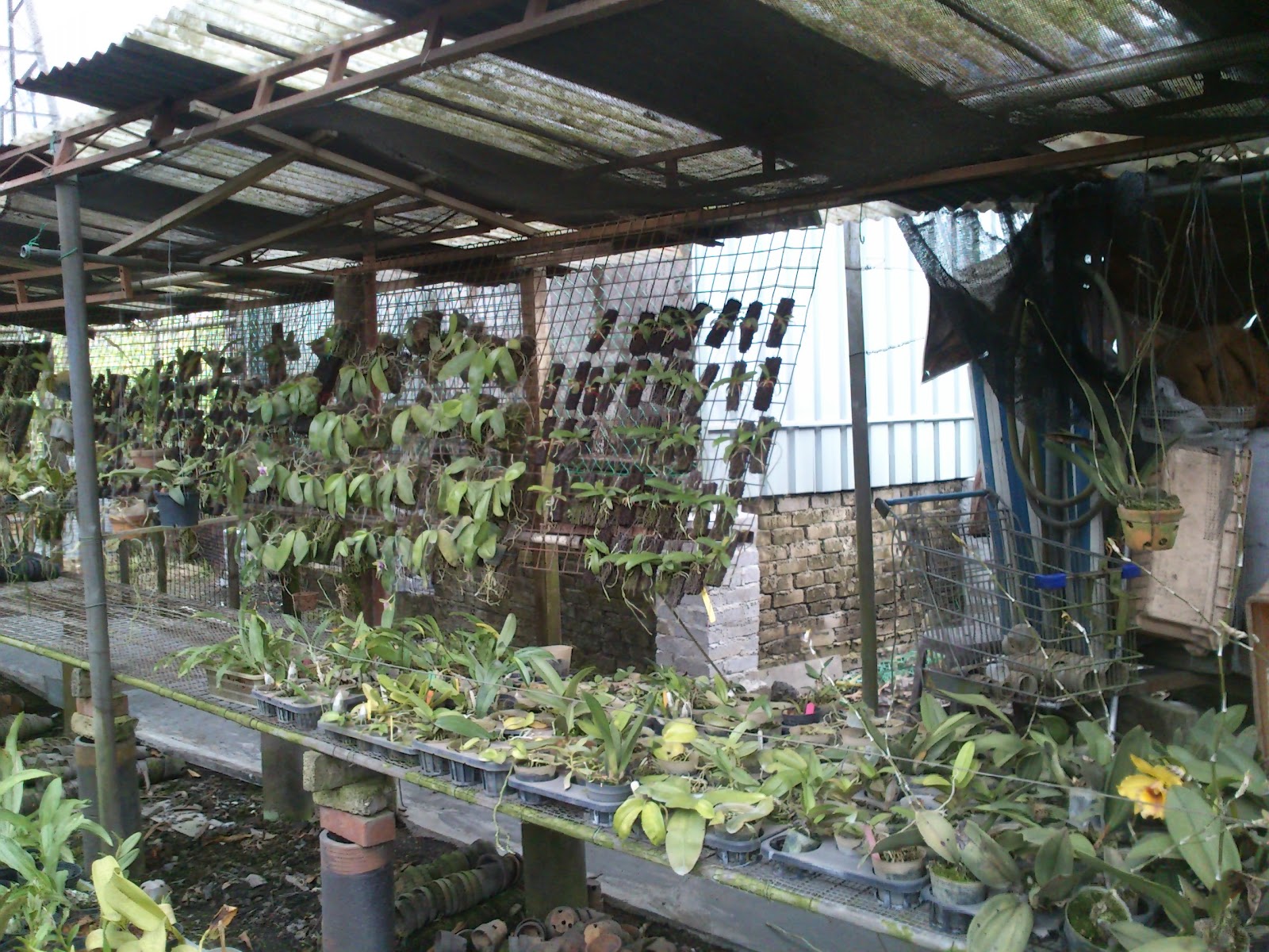 Hidup Yang KetentuanNYA: Kebun Orkid - Bunga Orkid