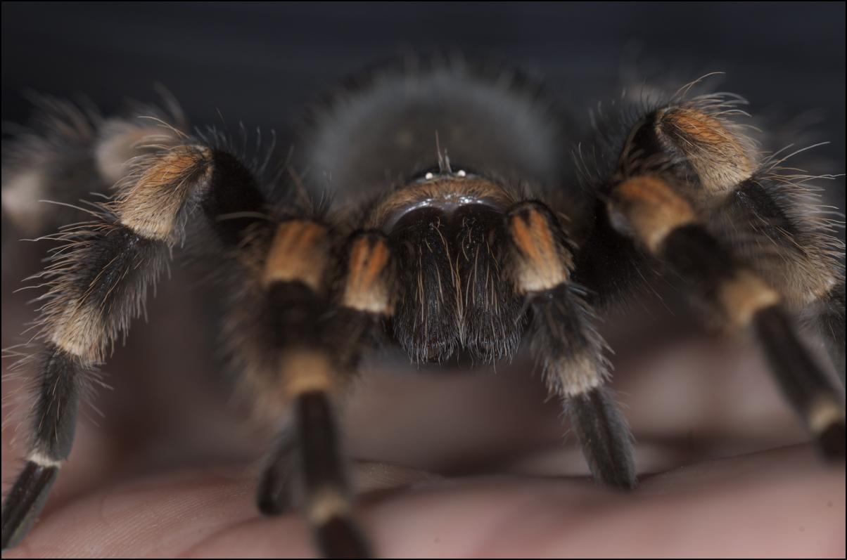 Red Knee Tarantula