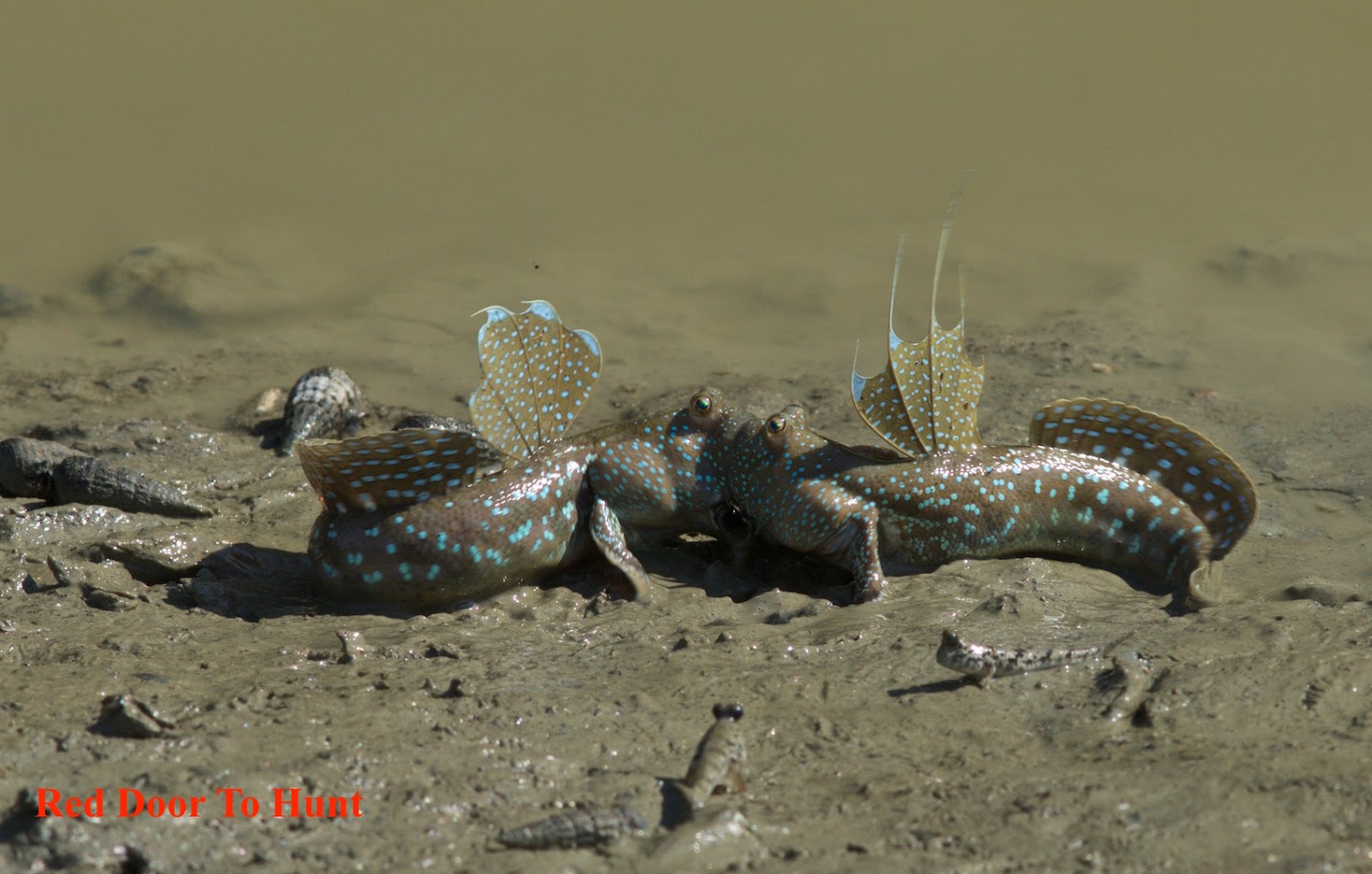 RED Door To Hunt: Pertarungan Ikan Tembakul/ Ikan Belacak ...