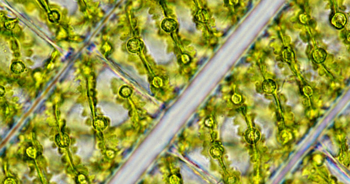 Reino Chromista: Características