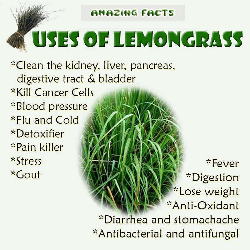Radiant Health With Doterra Essential Oils The Many Uses Of Lemongrass Essential Oil