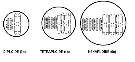 Evolución: MUTACIÓN POLIPLOIDE