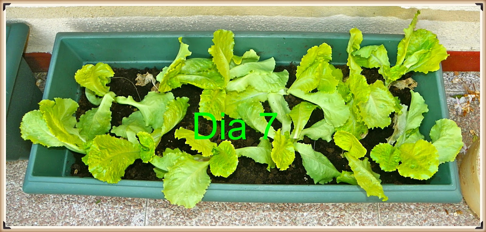 Mamá Ayurveda: Primera semana de las lechugas