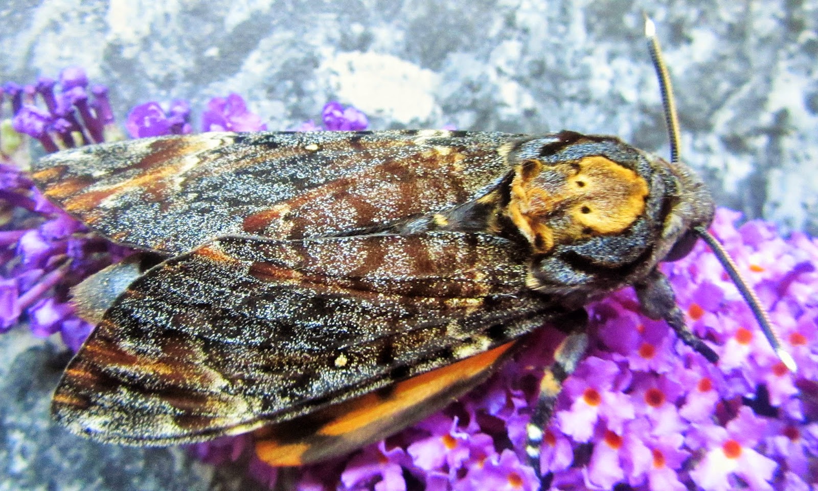 Bug Mad Girl: Deaths Head Hawk Moth