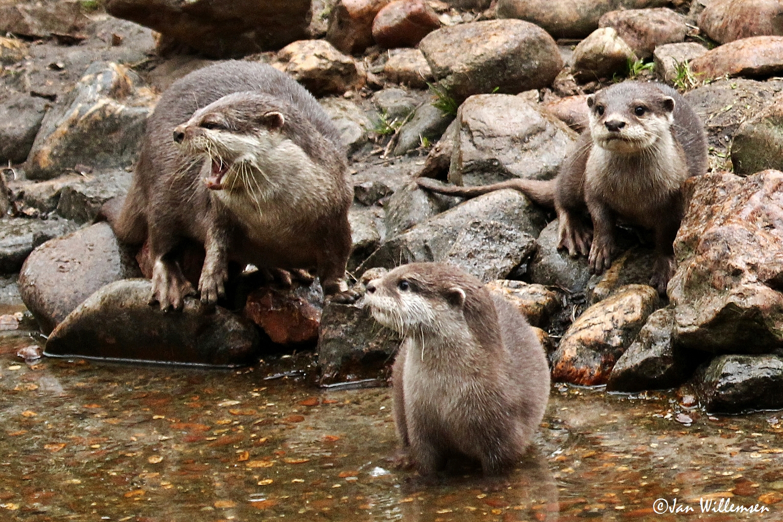 Jan Willemsen Fotografie: ZOO Overloon