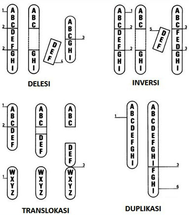 Macam - Macam Mutasi Kromosom Mutasi Gen dan Sebab Terjadinya Mutasi ...