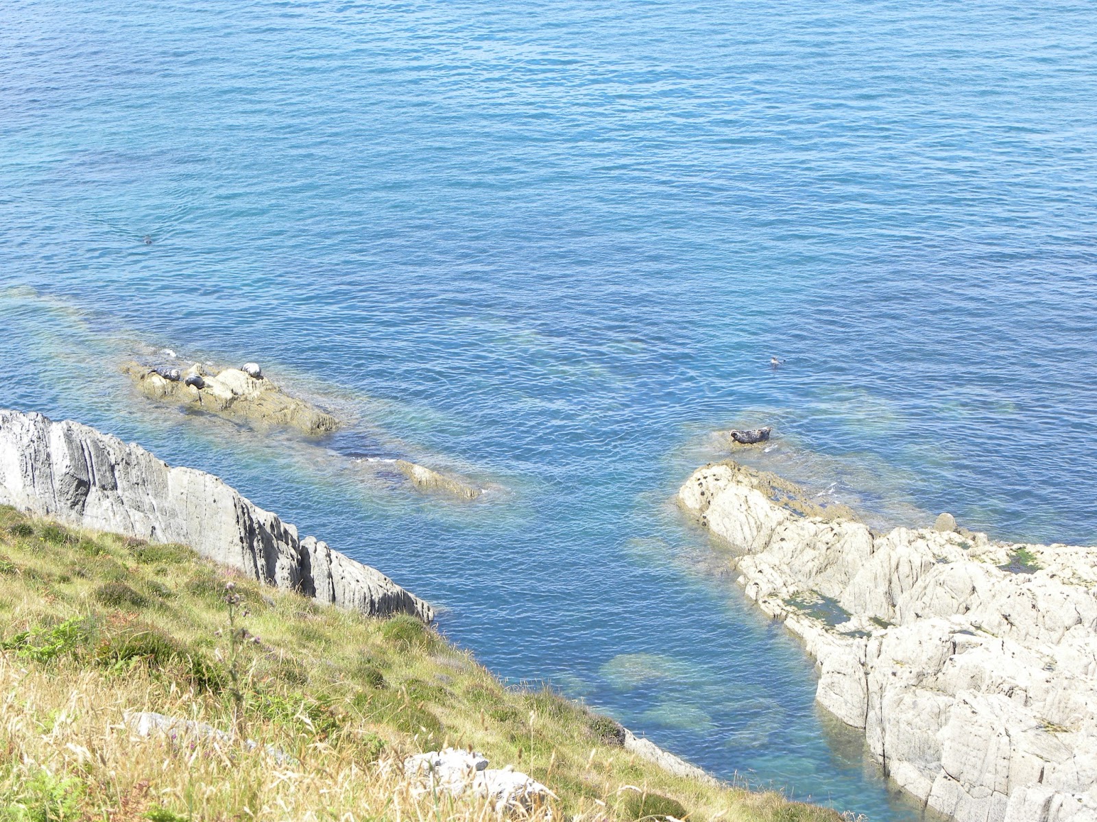 Ruta's Ramblings: A Walk Round Morte Point.