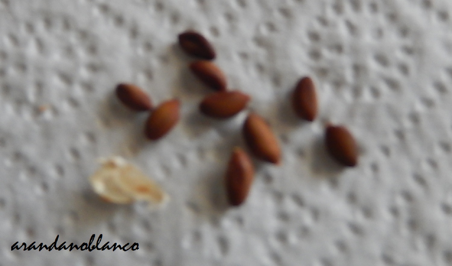 elarbolmiamigo-encinarosa: Enterolobium Contortisiliquum - Timbó ...