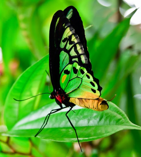 trends vcv: BUTTERFLIES - LARGEST AND SMALLEST:::::