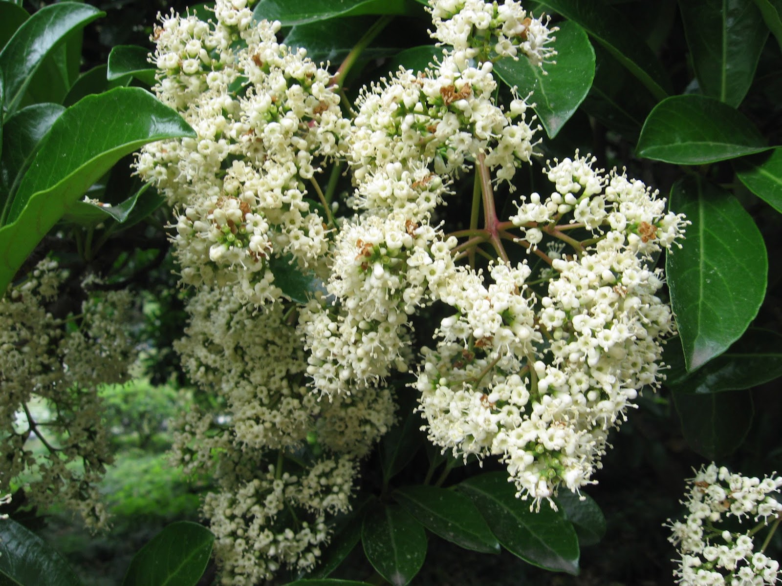 Jax Stumpes: Flora of Asia