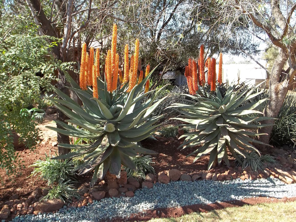 🌿 Tuinmaak in Suid Afrika 🌵: Aloe ferox (Bitter aalwyn)