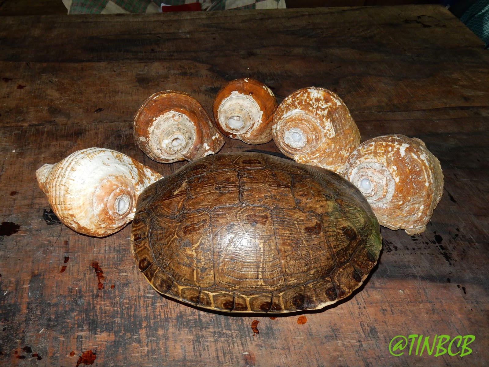 Territorio Indígena Ngäbe-Buglé de Coto Brus