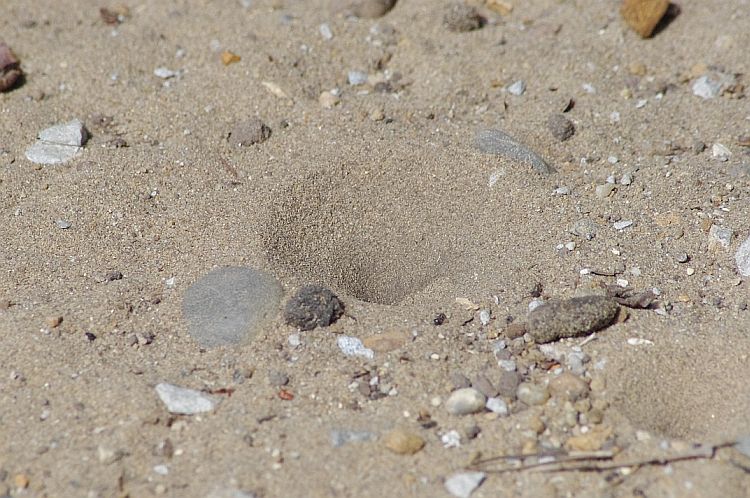 Birds of the Heath: Suffolk insects!