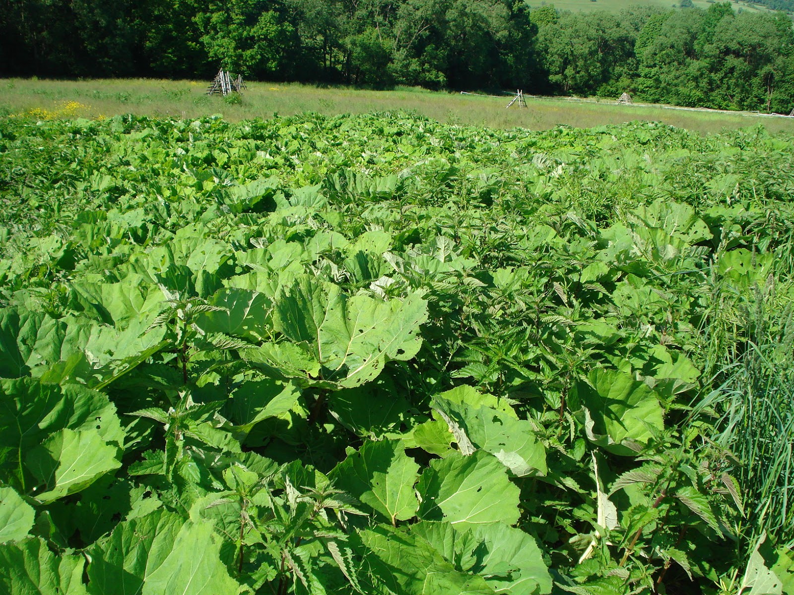 Krížikové vyšívanie: Lopúch