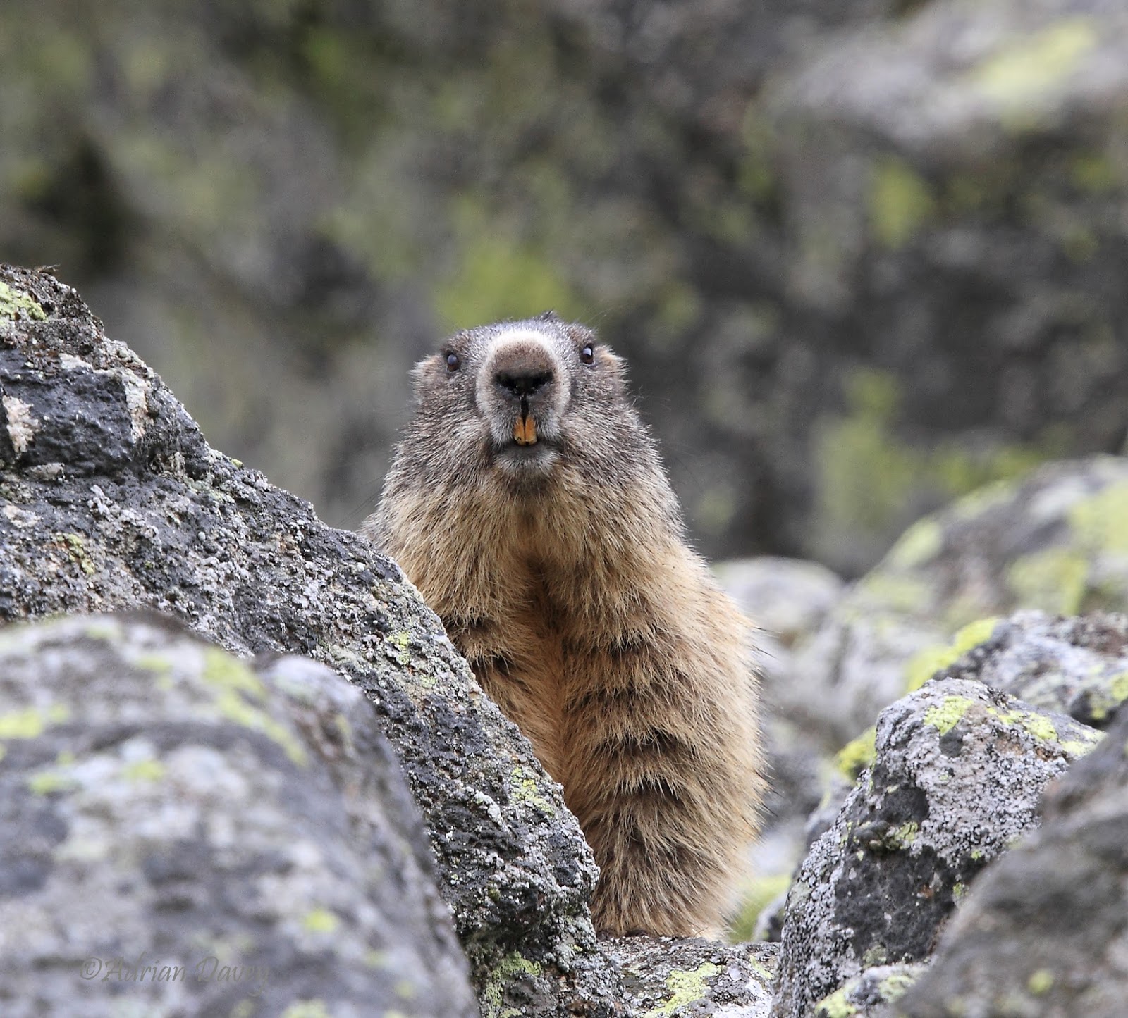 Adrian Davey Wildlife Photography Diary: Slovakia Mammals