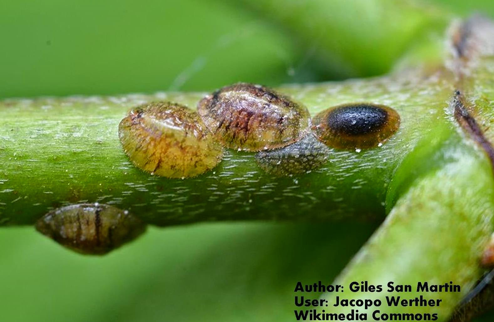 Roots 'n' Shoots: Scale Insects – Pest of the Month