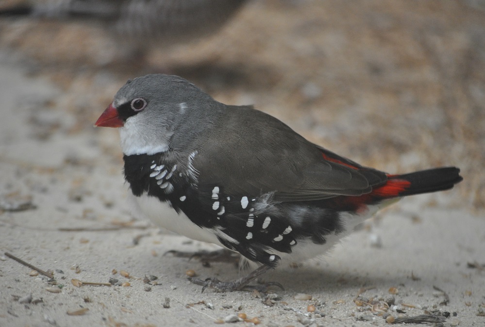 ZOOTOGRAFIANDO (6.096 ANIMALS): DIAMANTE MOTEADO / DIAMOND FIRETAIL ...