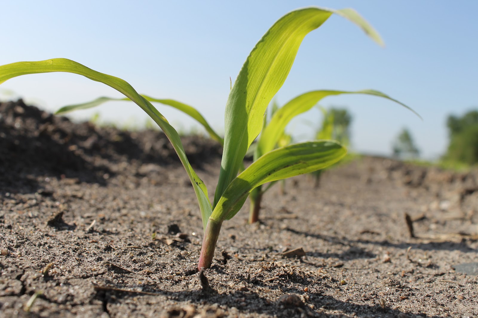 Corn, Beans, Pigs and Kids: Farm Friday