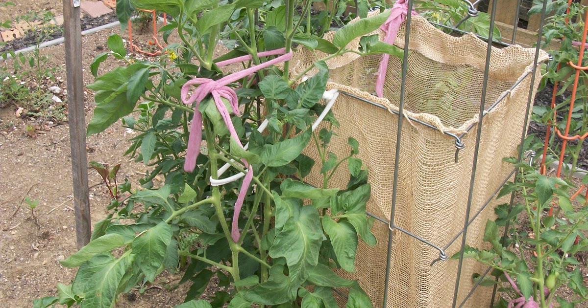 Colorful Adhesive Canning Jar Labels: Japanese Rings Tomato Staking Method
