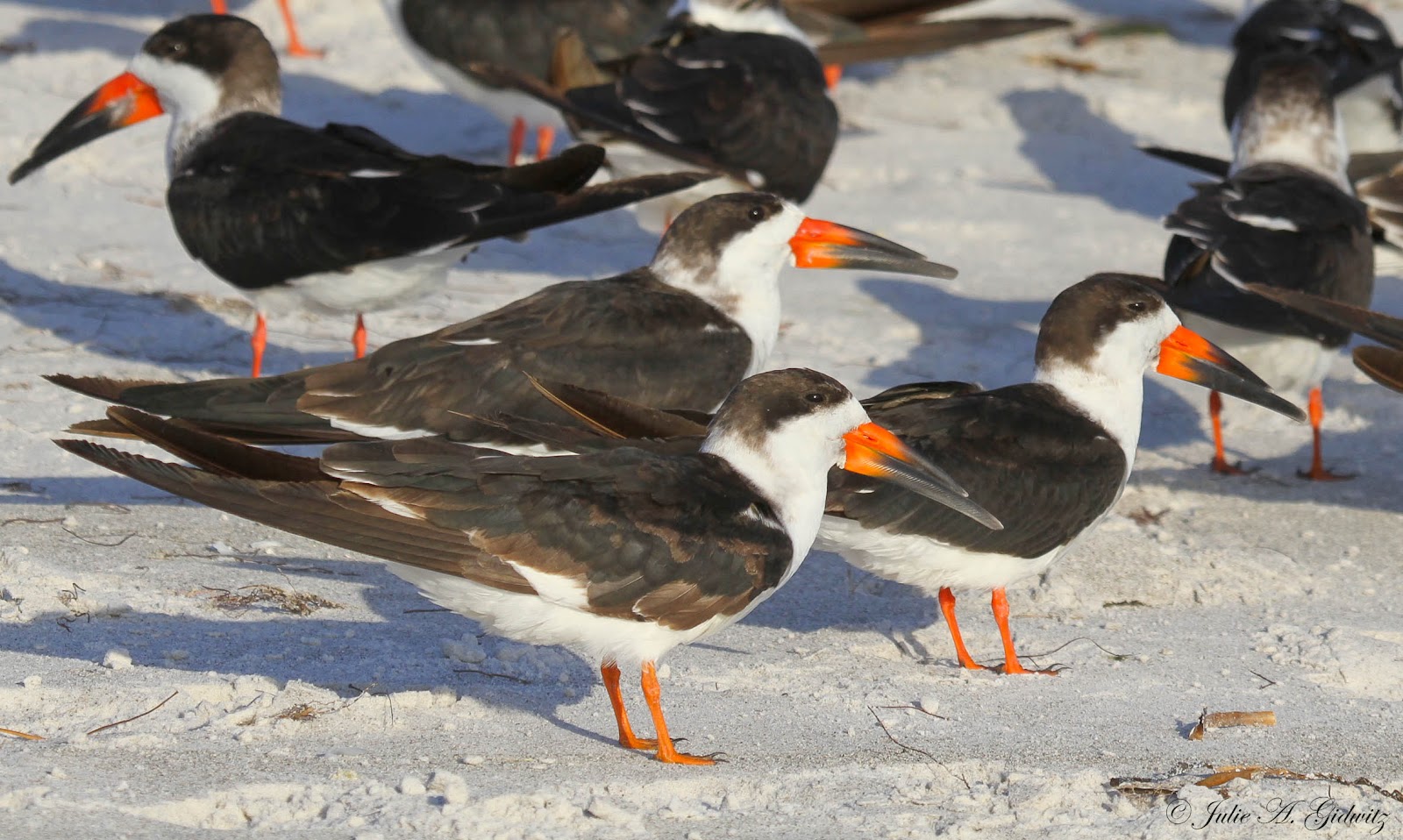Birding Is Fun!: A Peek at Beaks