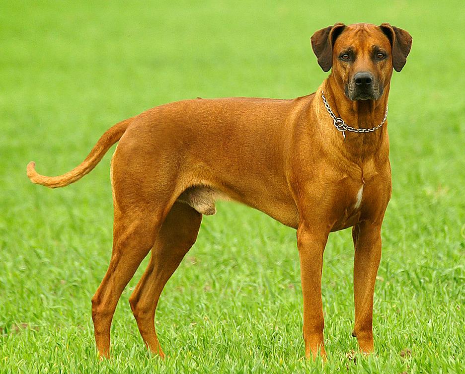 Animales de compañia: Rhodesian Ridgeback