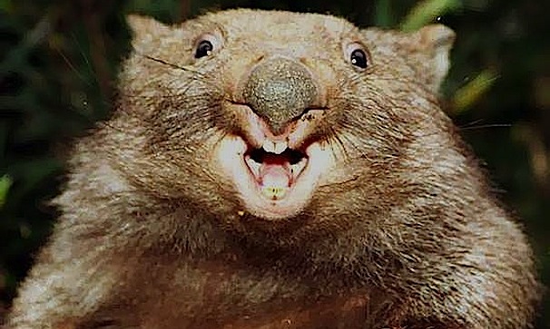Cute Funny Animalz: Funny Wombat 2013 Best Images
