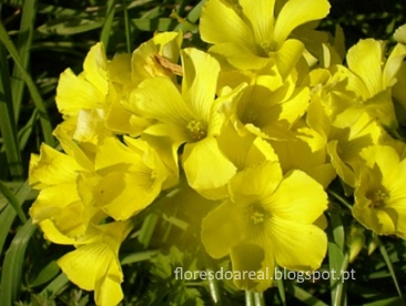 Plantas e Flores do Areal: Oxalis pes-caprae