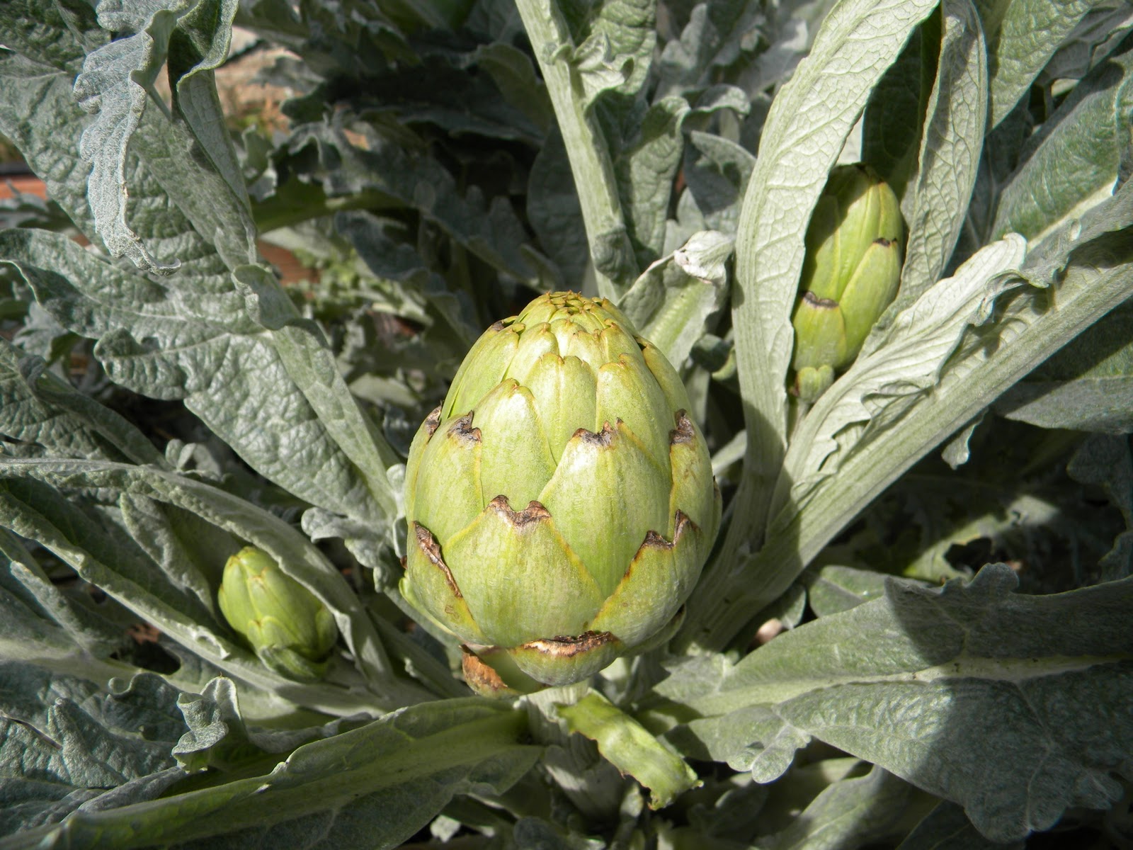 El Huerto de Tatay: alcachofas en febrero.