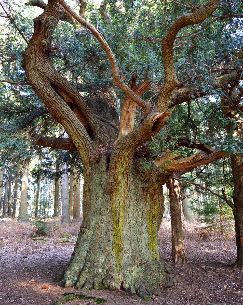 IF YOU GO DOWN TO THE WOODS TODAY....: Eagle Oak