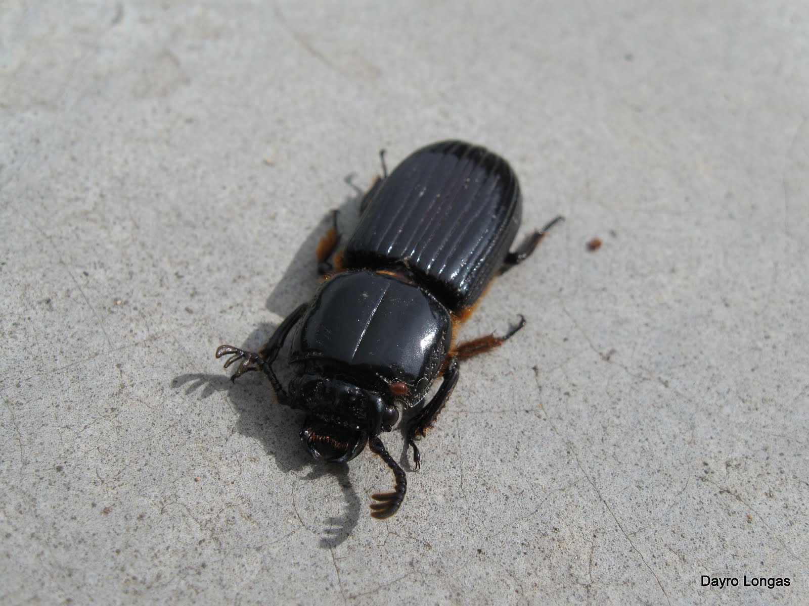 Fauna de Colombia - Wildlife Colombia: Escarabajos o Cucarrones