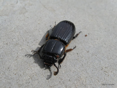 Fauna de Colombia - Wildlife Colombia: Escarabajos o Cucarrones