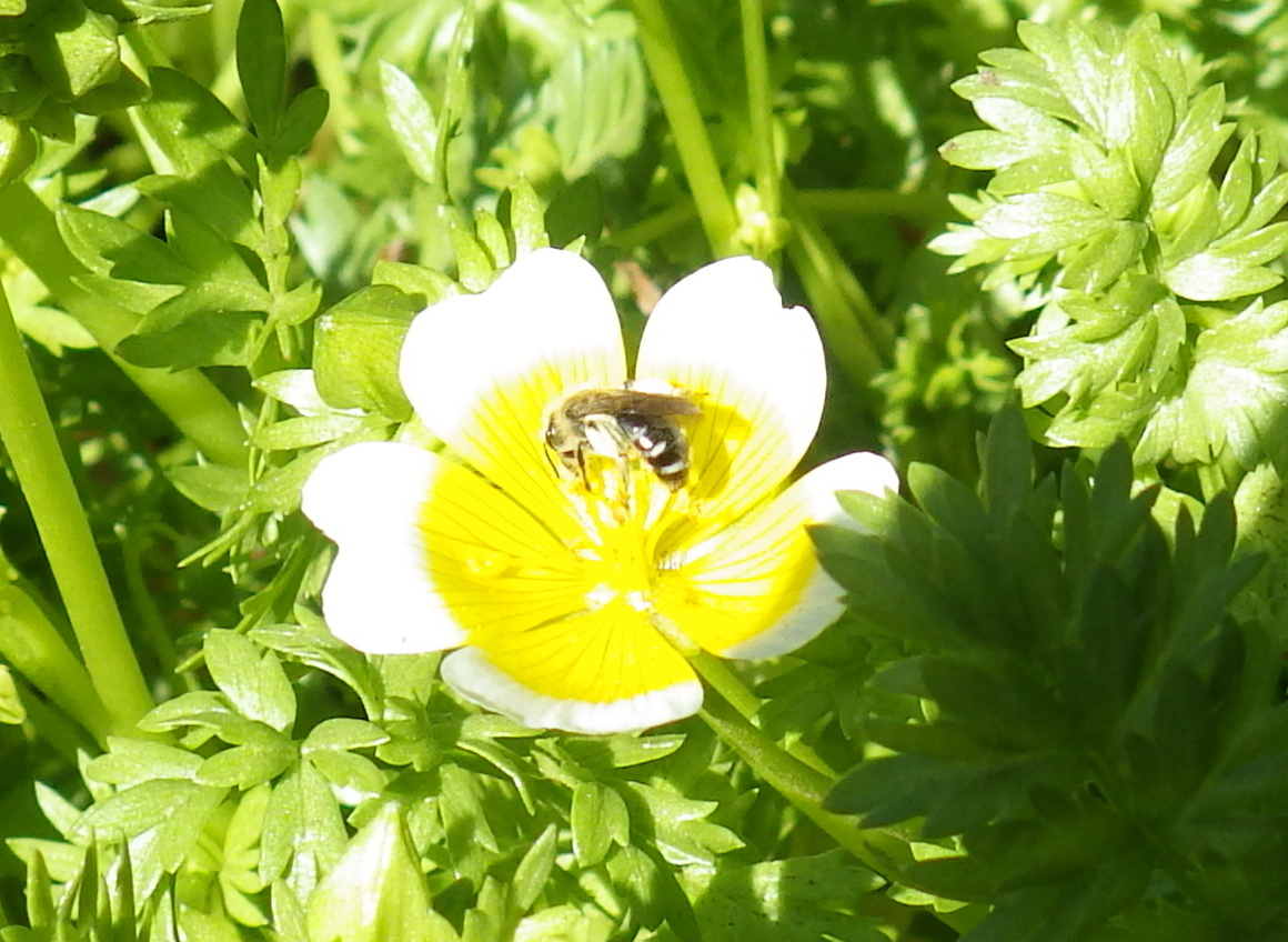 Victory Gardens for Bees: Poached Egg Flower Brings in the Wee Bees