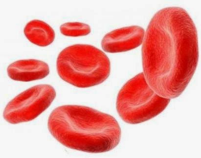 Pengertian Hemoglobin Fungsi Hemoglobin - cekrisna