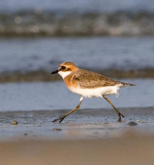 Lesser sand-plover images | Birds of India | Bird World