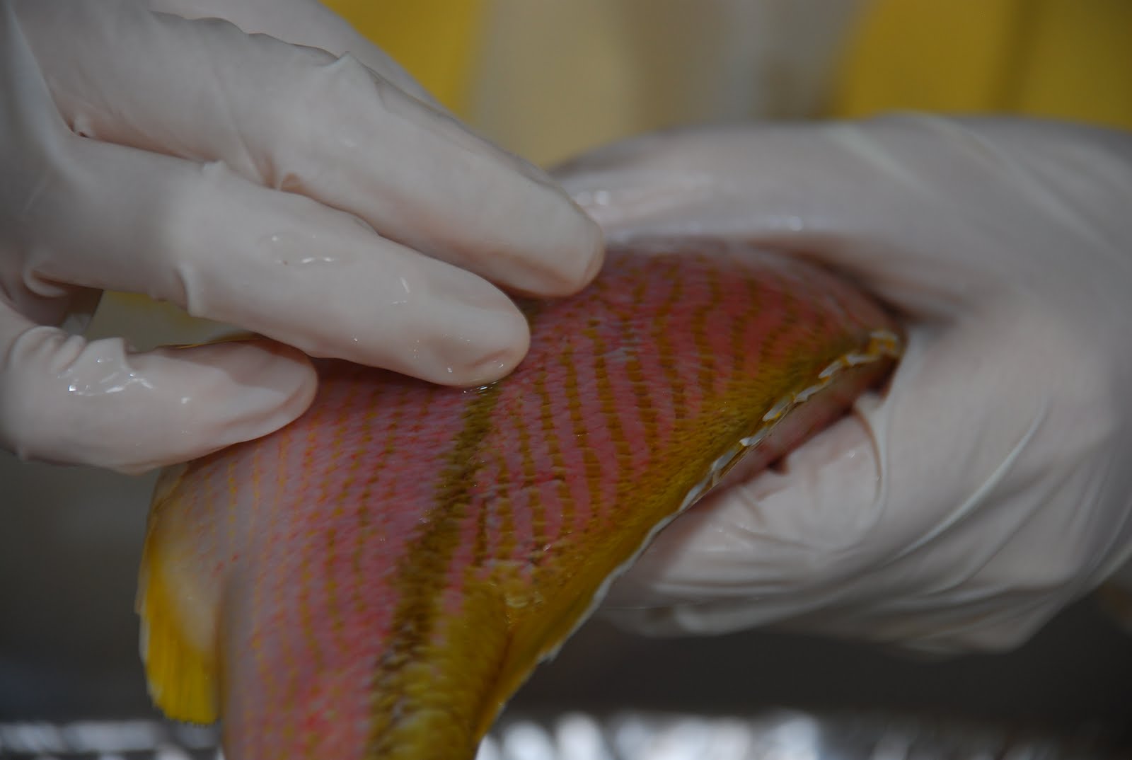 École à la maison: Dissection of a Bony Fish