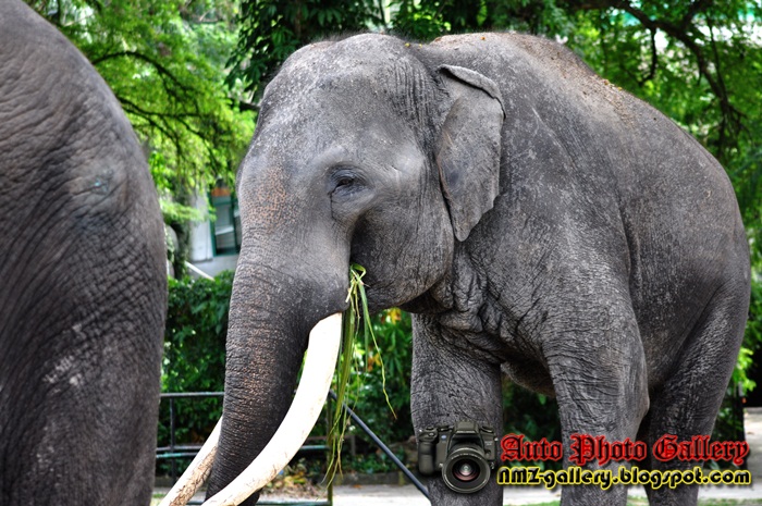 Gajah - Zoo Negara | Auto Photo Gallery