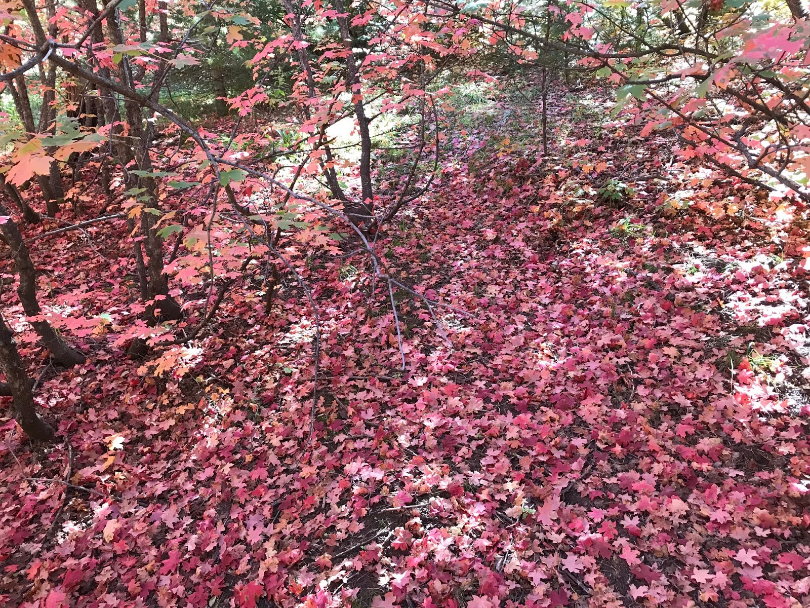 Southern New Mexico Explorer: Carissa Lookout, Long Canyon-Lincoln ...