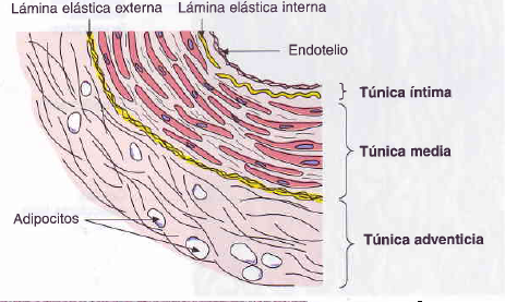 Histología de Chuchito: septiembre 2011