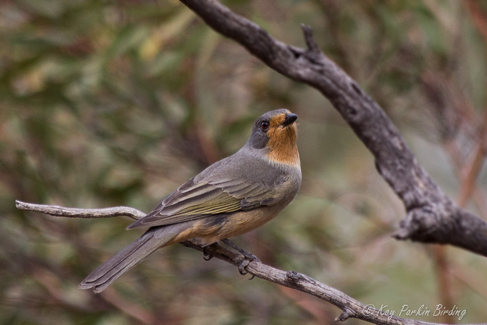 Kay Parkin Birding: Red-lored Whistler at Gluepot