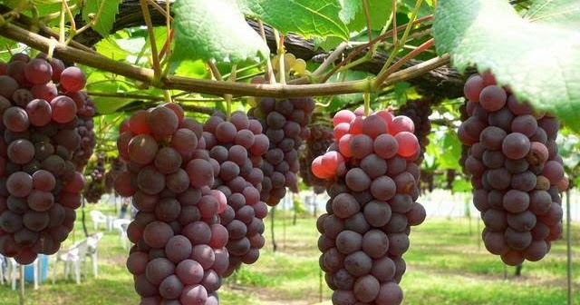 Mengenal Tanaman Anggur (Vitis Sp.) - Mantri Tani