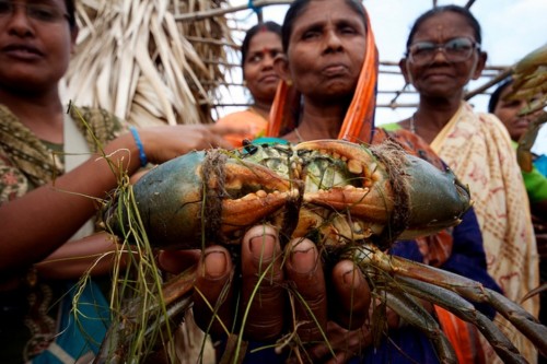 Popular Fishes In Odisha - Odia Khana Khazana | Odisha Recipes | Odisha ...