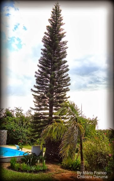 Meu Cantinho Verde: PINHEIRO-DE-NORFOLK, ARAUCÁRIA-DE-NORFOLK ...