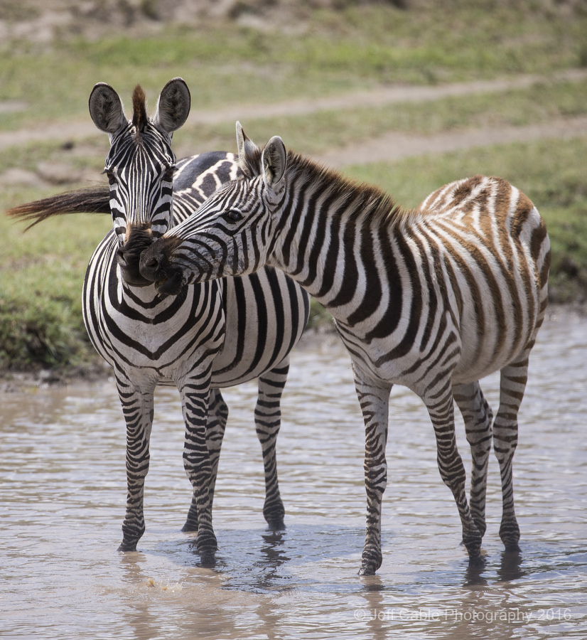 Jeff Cable's Blog: Happy Valentines Day (Images of love from the ...