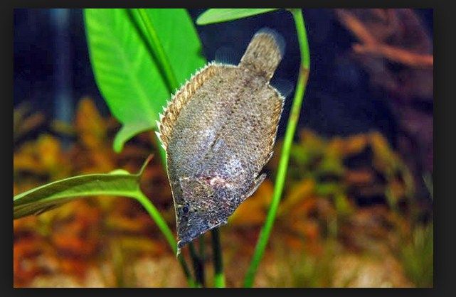 harga ikan daun baru - RoccotaroKane