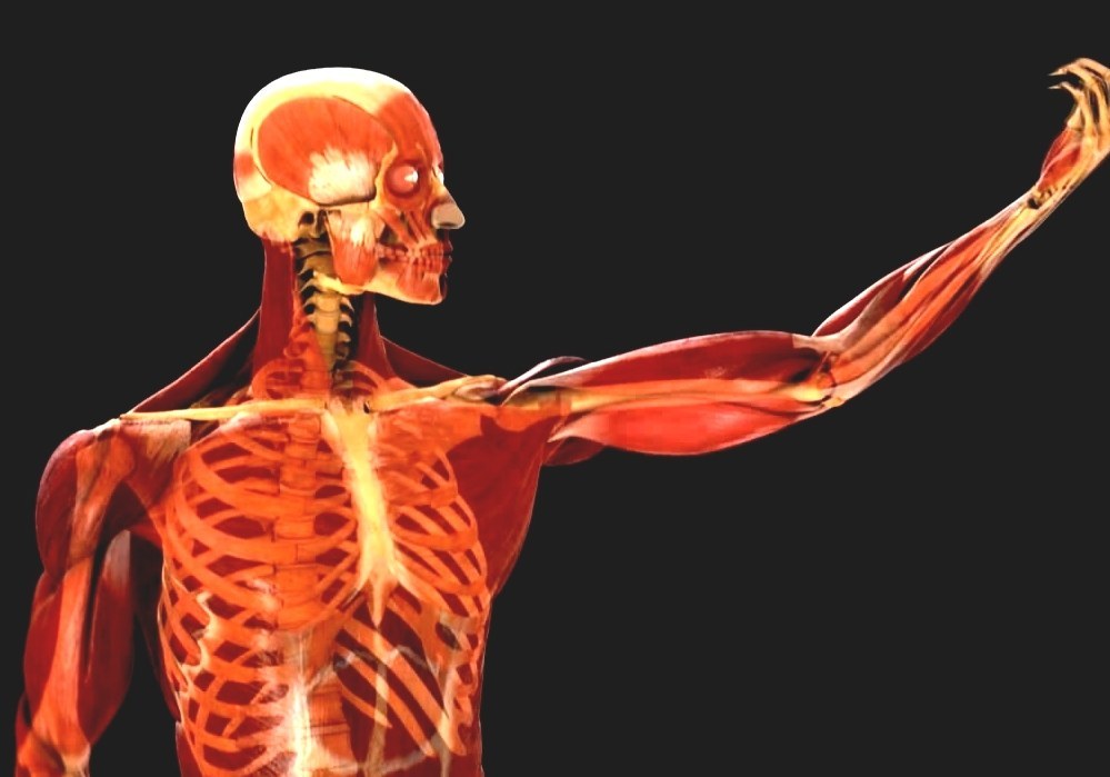 Human Body Pushing The Limits Limits Of The Human Body human-body-pushing-the-limits-limits-of-the-human-body
