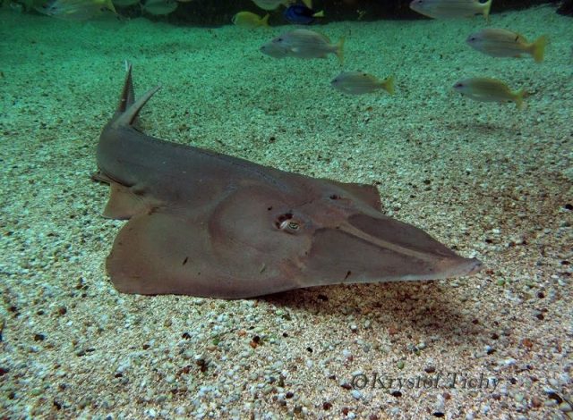 Fantastic Sea: 36 Gambar Ikan Pari Lengkap Dengan Nama Ilmiah Dan ...