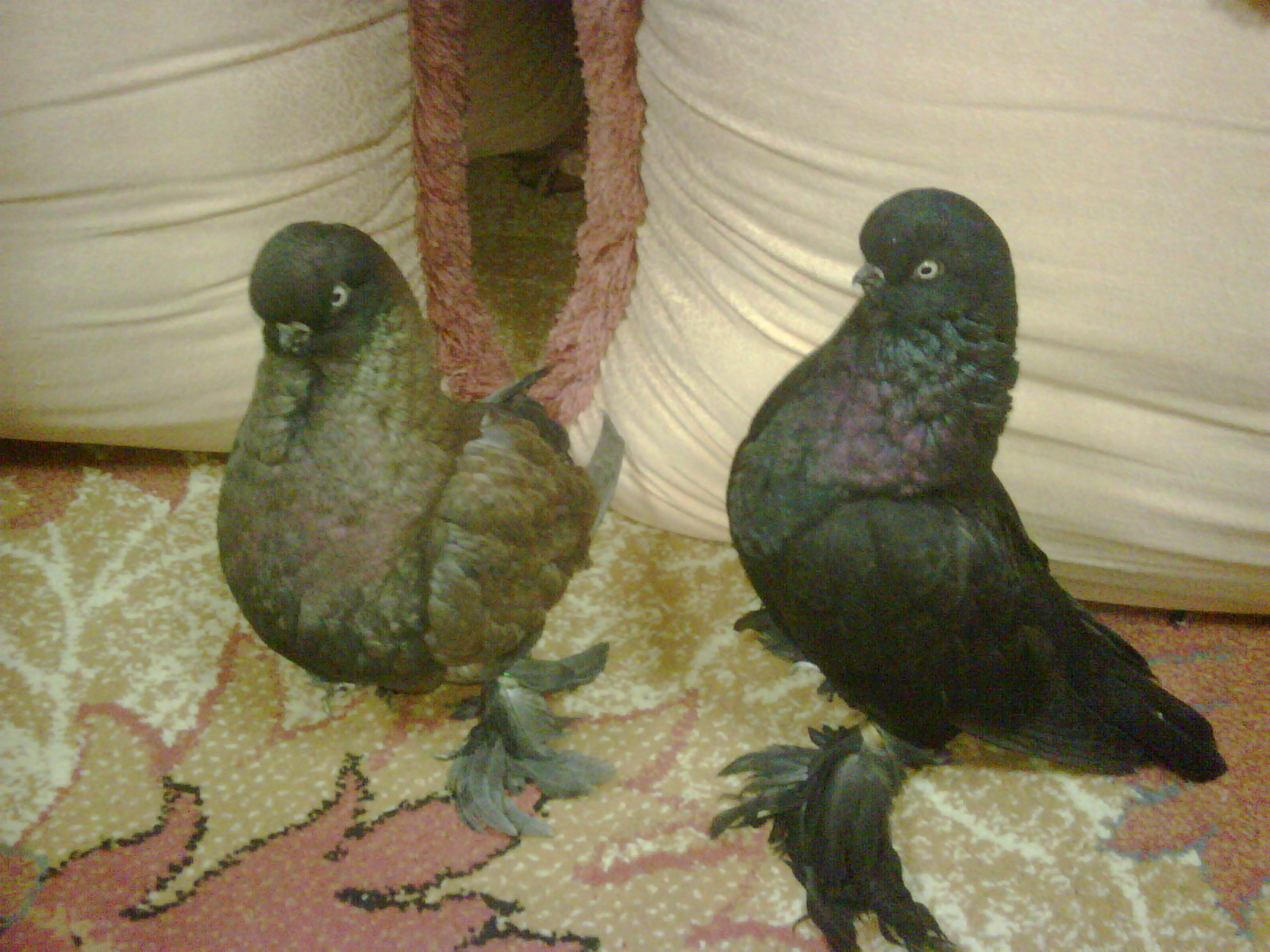 Types of pigeons: Some images and information for pigeons long face