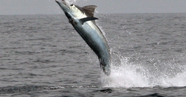 MAD MARLIN SPORT FISHING GUATEMALA BLOG
