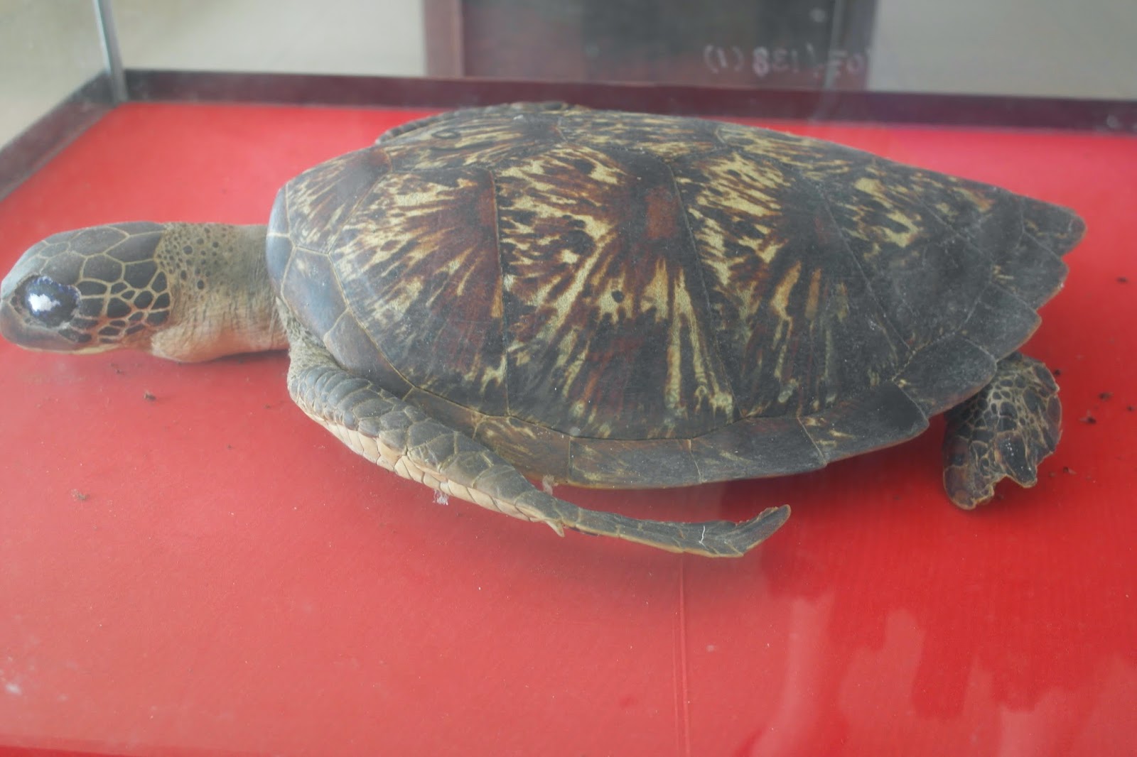 My Palace, My symphony of life and the rhythm in My heart: Segari ...