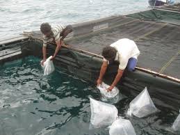 Media Luhkan Tapin: Teknik Penebaran Benih Ikan; Perbedaan Aklimasi dan ...